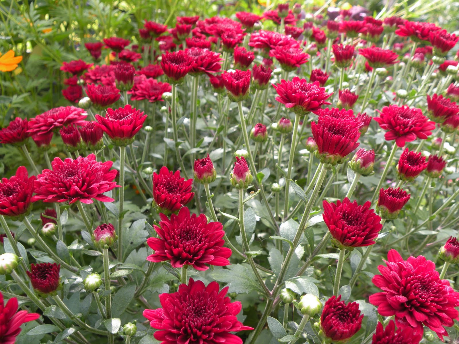 Mary's Louisiana Garden: Mums