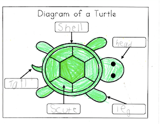 Mrs. Ricca's Kindergarten: Nonfiction Writing {Turtles}