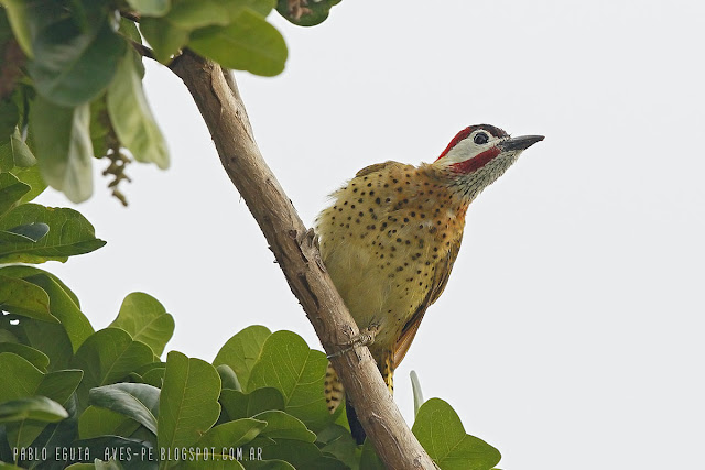 mis fotos de aves: Colaptes punctigula Carpintero Moteado Spot-breasted ...