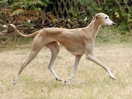 I Blog All: SEVEN UNKNOWN DOG BREEDS