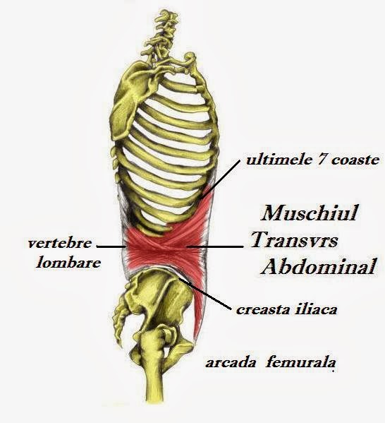 Angel Blue: Abdomenul