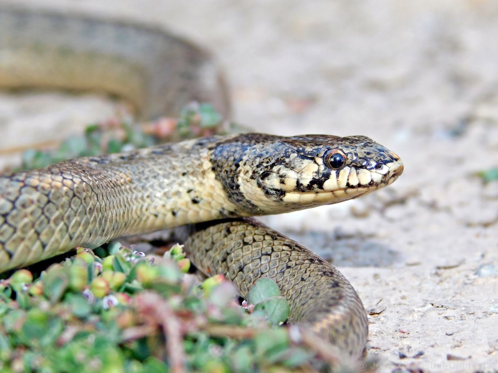 (Paleo-)Herpetología: Macroprotodon brevis - Culebra de cogulla occidental
