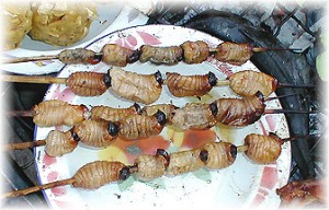 El Suri ... gusano nutritivo - Lugares turísticos del peru Hoteles - Viajes