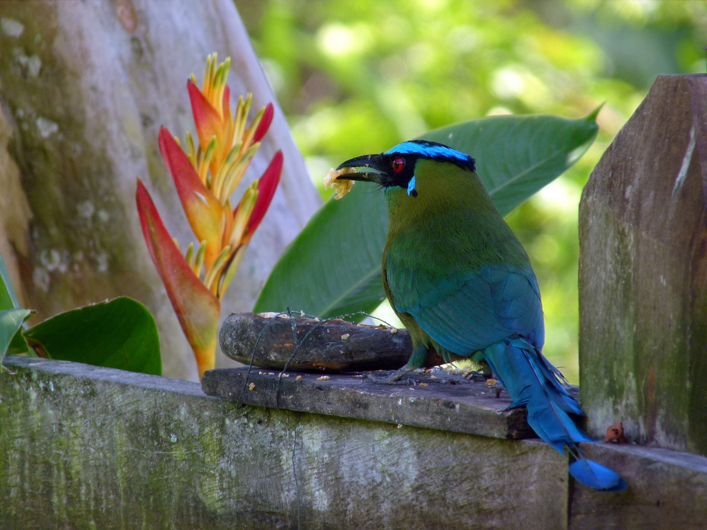 Cultura Guaraní: Barranquero Coronado (Momotus Momota)