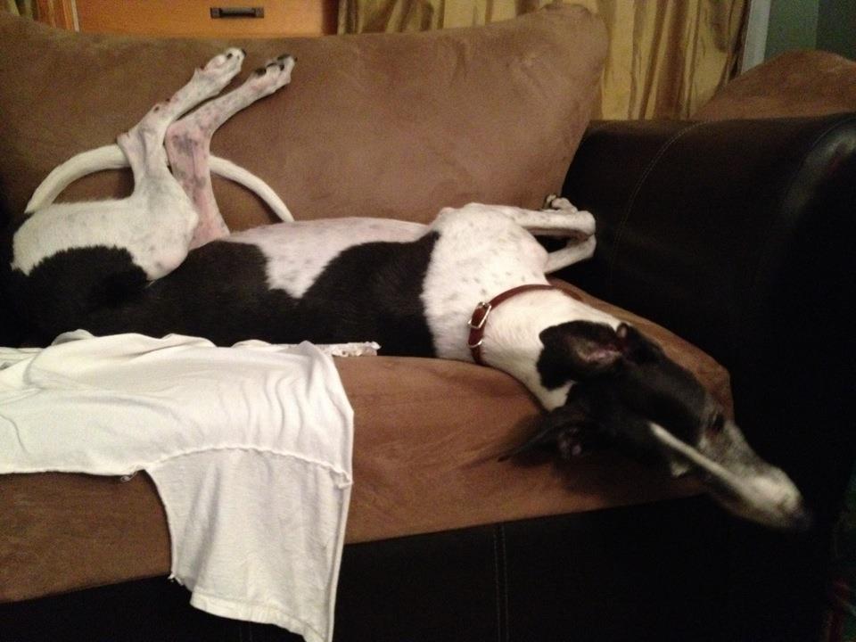Northern Lights Greyhound Adoption Dog Blog: NLGA Photo Roundup ...