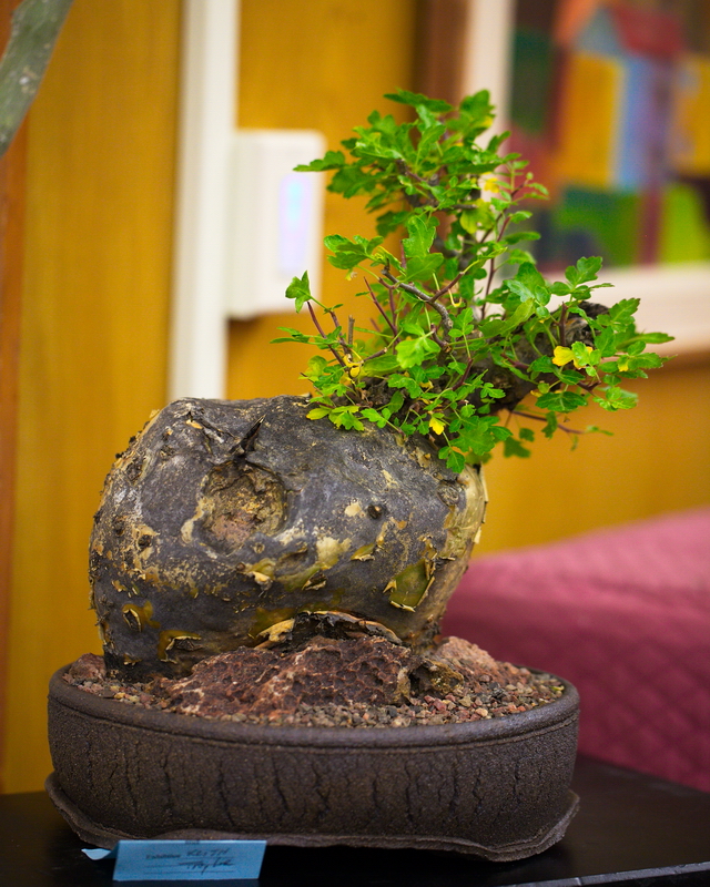 Pots and plants by Kitoi: 2013