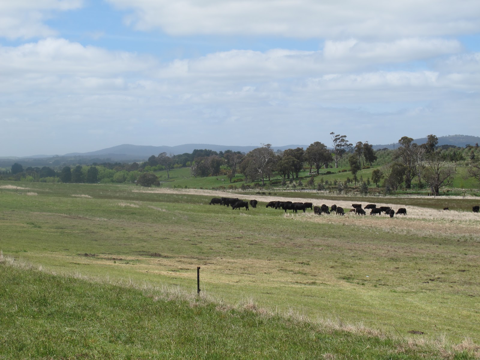 eureka feasts: Taranaki Farm Tour with Joel Salatin