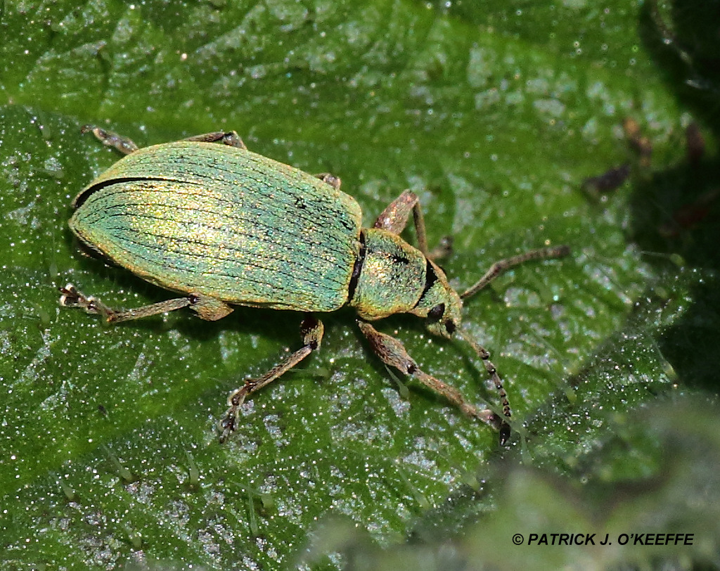Raw Birds: NETTLE WEEVIL (Phyllobius pomaceus) Lullymore West Bog ...