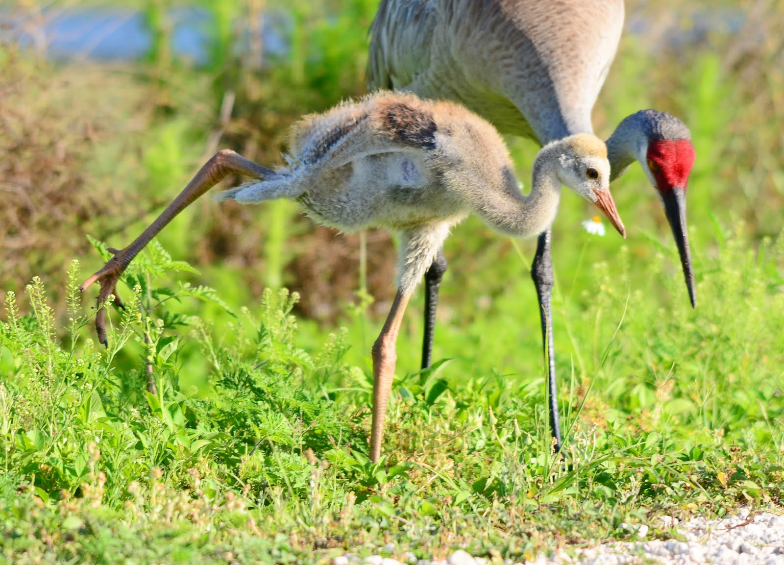 Dina's City Wildlife Adventures: Baby crane is growing up