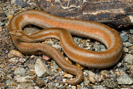 Life is short, but snakes are long: Identifying snake sheds, part III