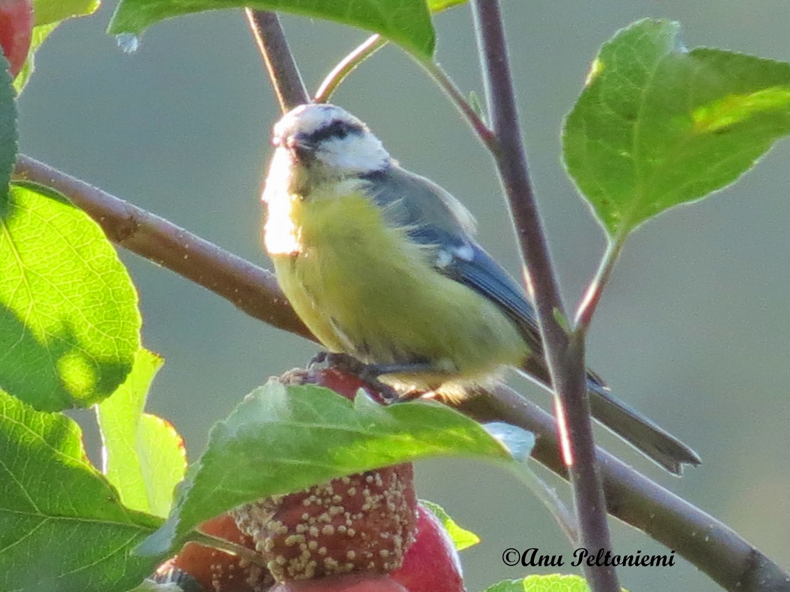 Lintuilua - Birding: Pikkulinnut omenapuissa