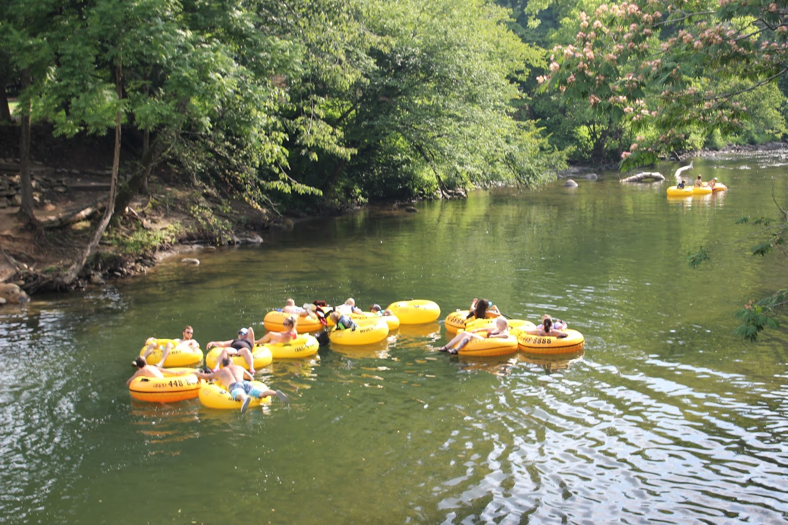 Cumberland Gal: The Lily Barn 2020 Daylily Trip