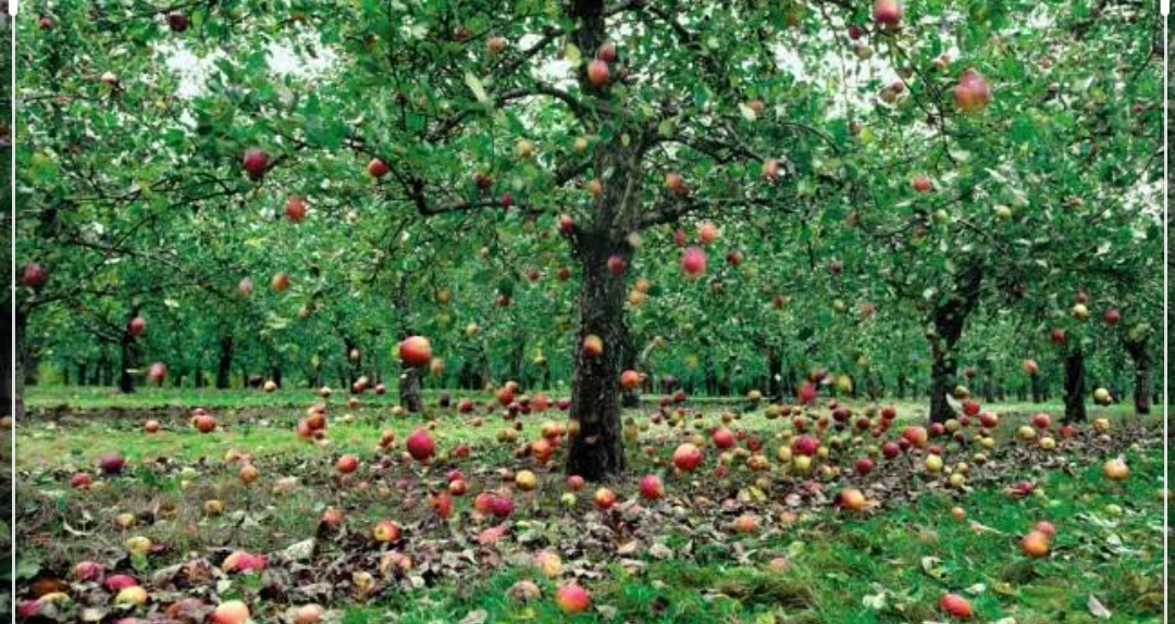 Why dies fruit falls when we shake the tree?