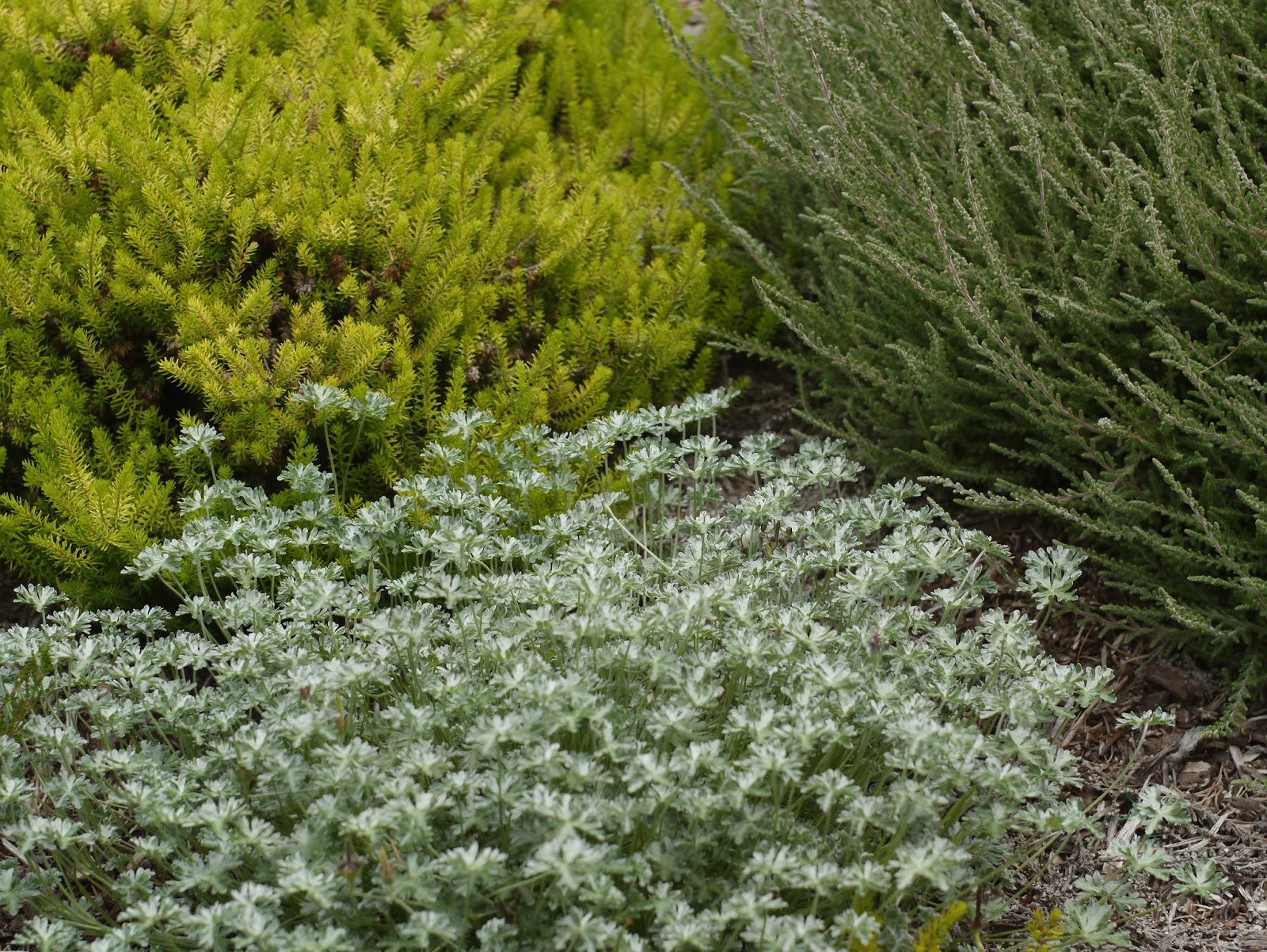 Foliage Follow-up: July 2016