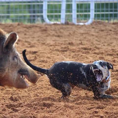 The Catahoula Hog Dog: How To Have A 'Handle' On A Hog Dog