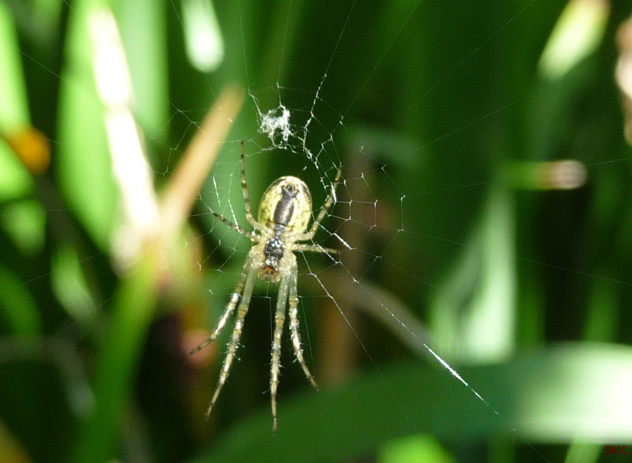 Spiders and me: Spiders in Seattle: a walk through the Washington Park ...