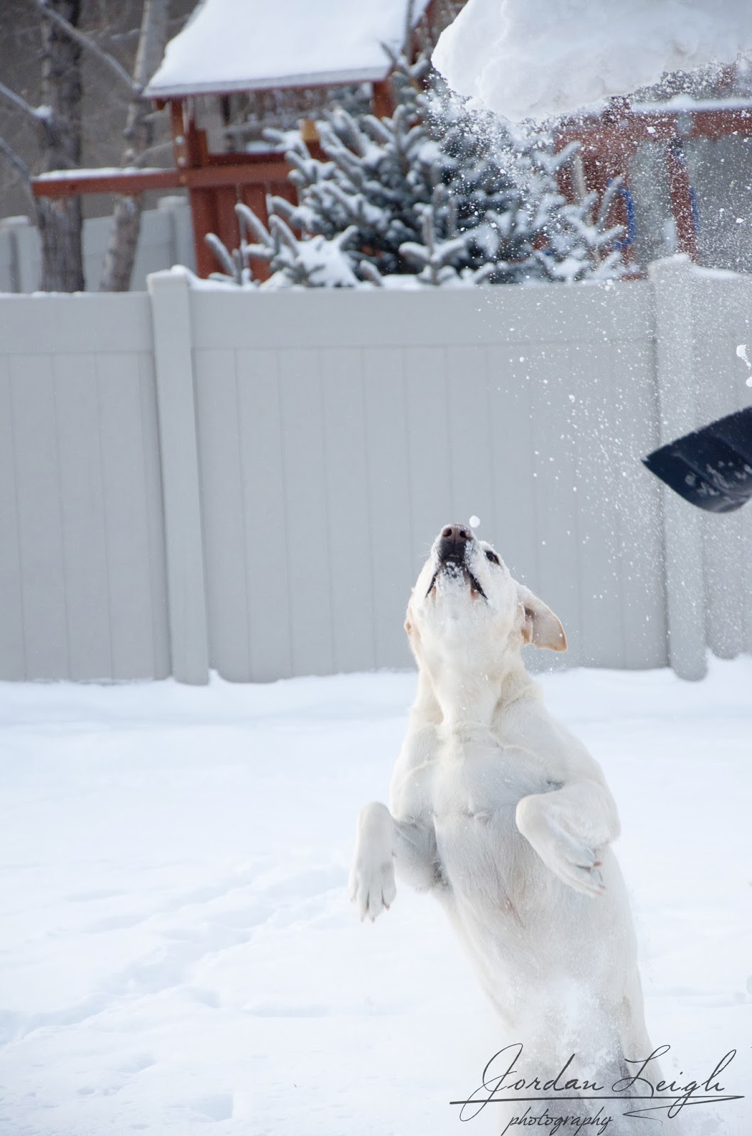 Jordan Leigh Photography: Loving Snow Lab-Pet Photography