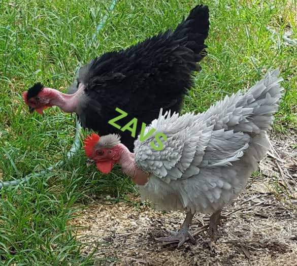 THE NIGERIAN INDIGENOUS CHICKEN BREEDS: FACTS ABOUT NIGERIAN CHICKEN BREEDS