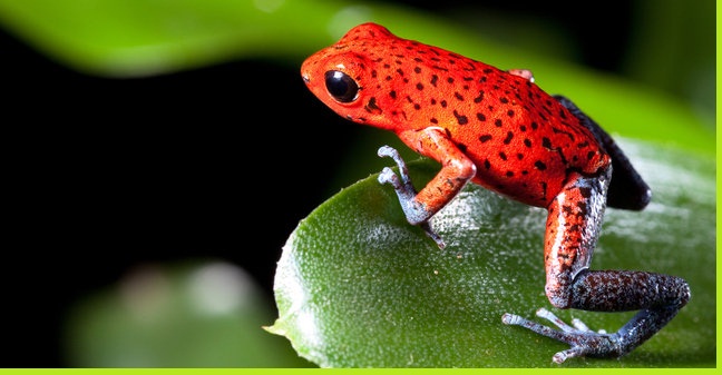 Hewan Amphibia - Jefferson Seaberg