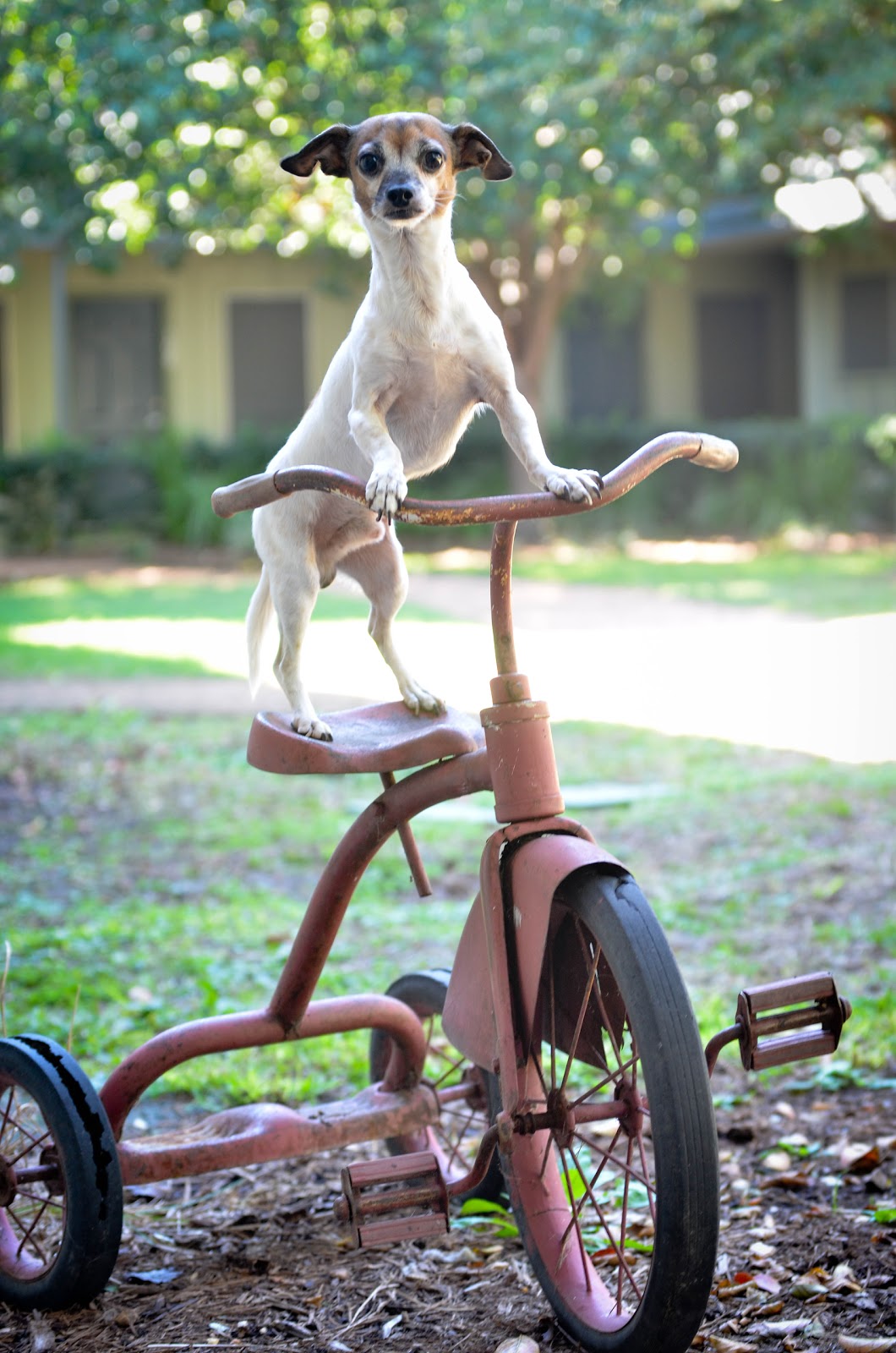 Synergy Impressions Photography