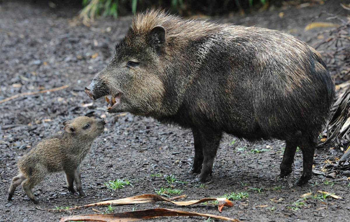 The Pantanal Safari: Invasive Species Threat: the Feral Pig
