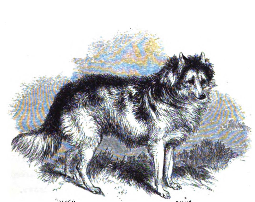 Dog Law Reporter: Darwin’s Dogs
