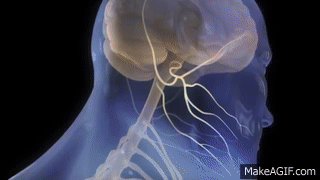 SCIENCE 6TH GRADE: HUMAN INTERACTION (Part I)