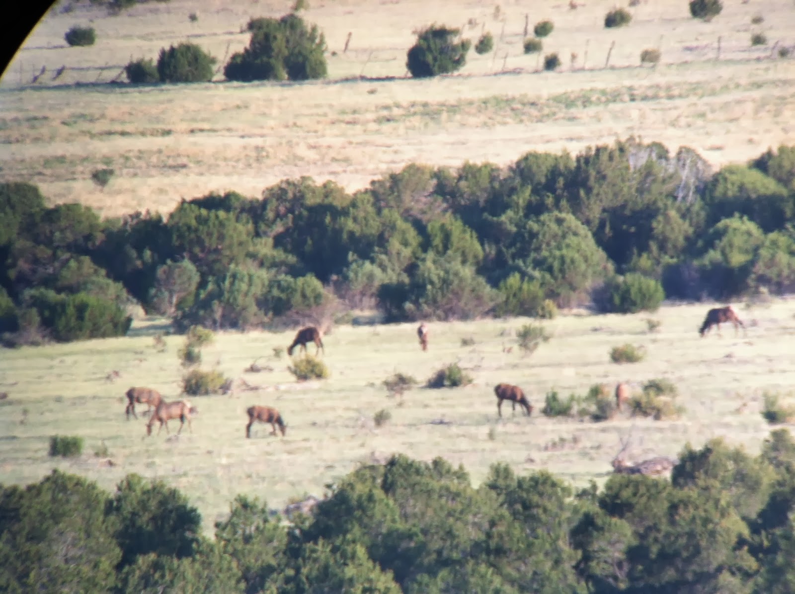 Copper State Outfitters: Arizona Bull Elk Hunt Unit 3b Archery