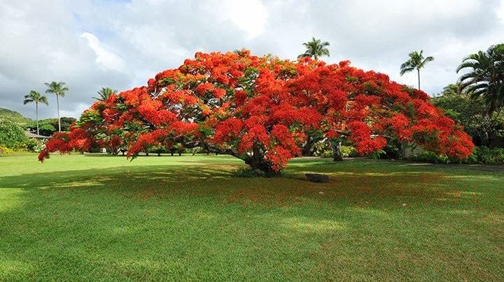 Poinciana trees | Facts About All