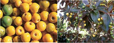 ENCONTRE EM ICOARACI: CULINÁRIA DO PARÁ