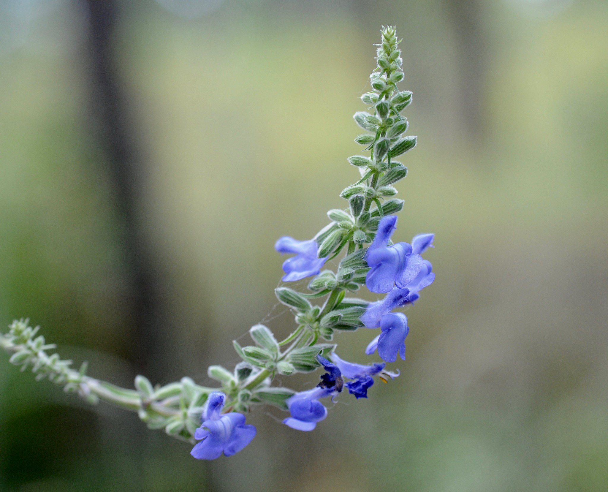 Salvia azurea var. grandiflora - Pitcher sage care and culture ...