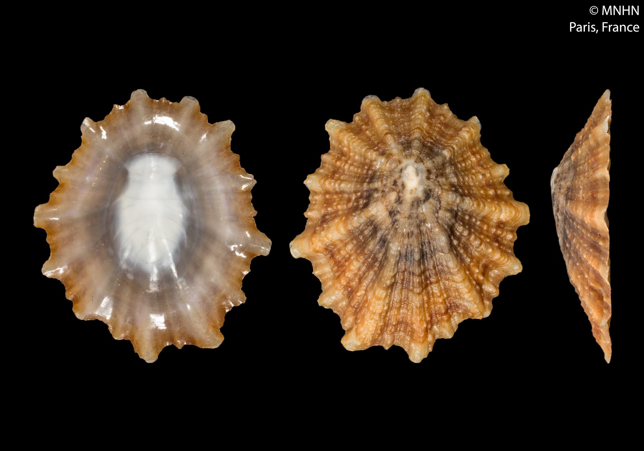 MALACOLOGÍA MEDITERRÁNEA