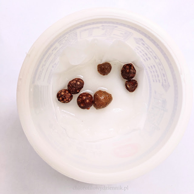 Yamberries, czyli jak łatwo uzyskać pochrzyn chiński