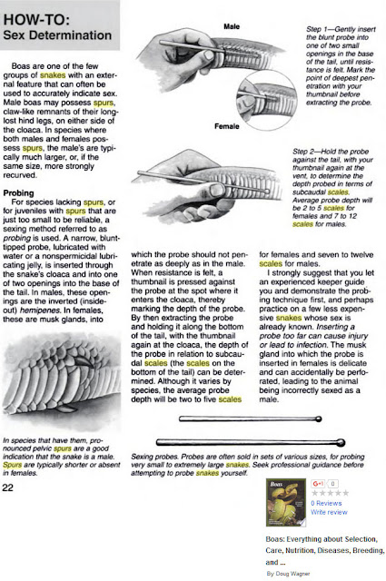 Birds To Dinosaur: Python Vestigial Pelvis, Femur and Spur