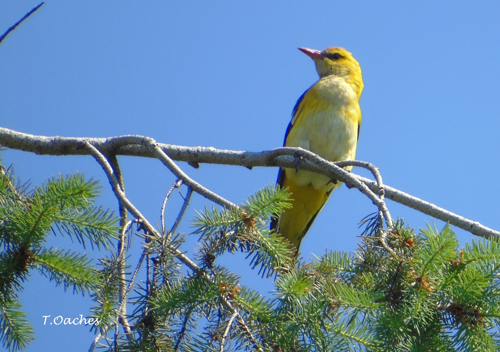 PASARI DIN ROMANIA: GRANGUR, Oriolus oriolus