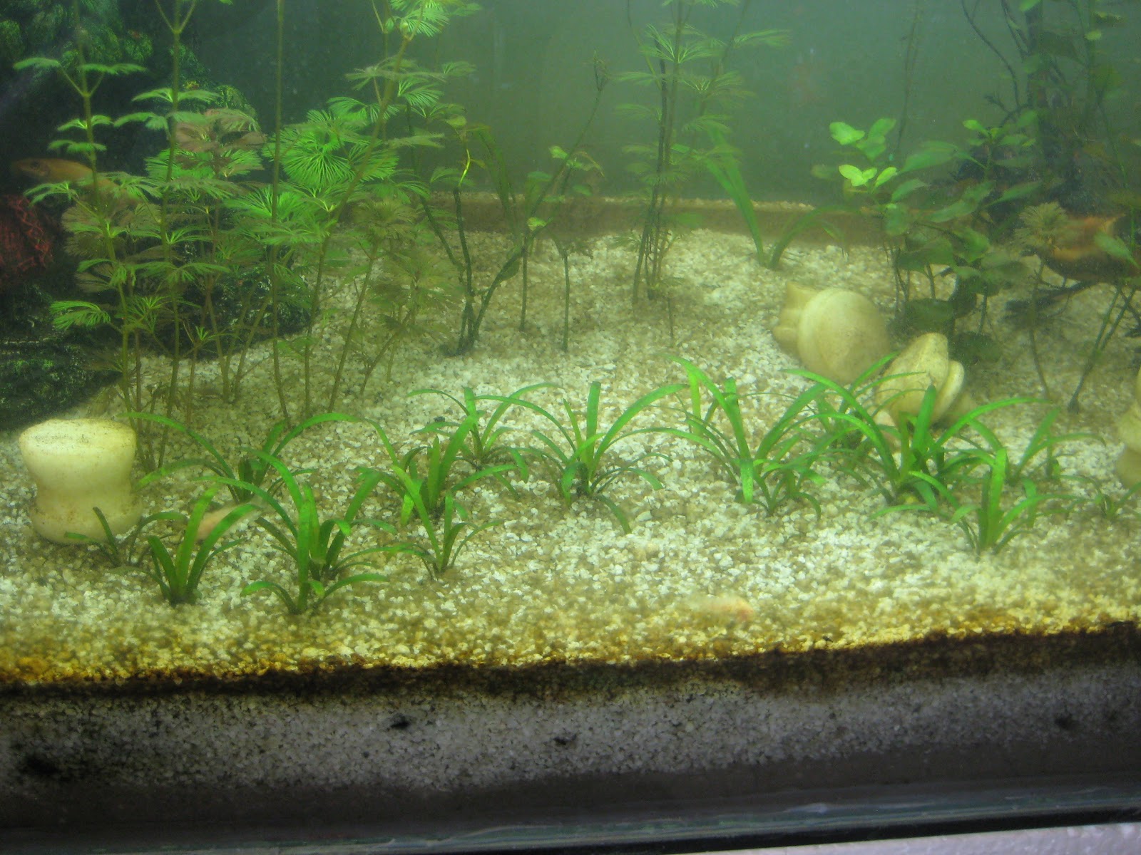 My Fresh Water Aquarium - Natural Planted Tank (Walstad Method ...