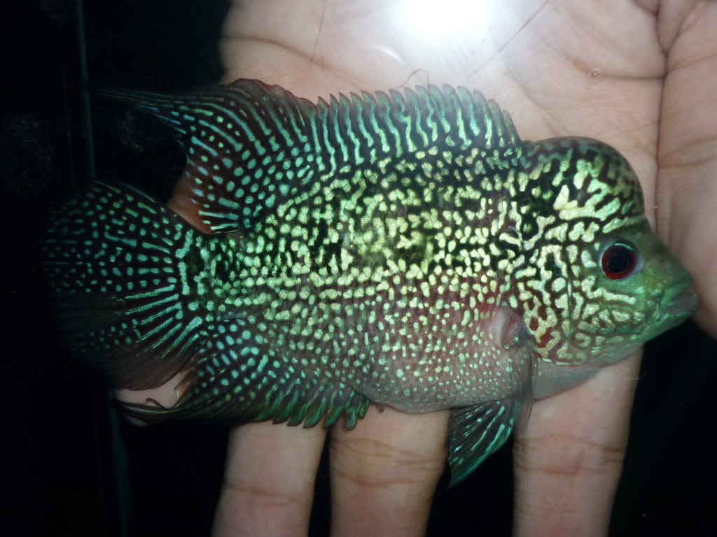 Flowerhorn The Hybrid Cichlids: King Kamfa 3