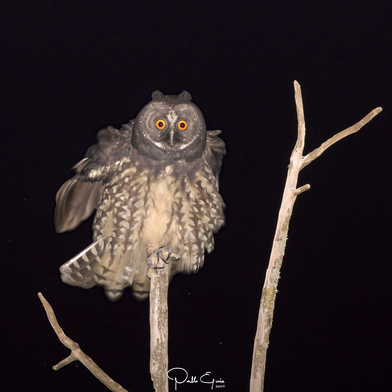 mis fotos de aves: Asio stygius Lechuzón Negruzco Stygian Owl