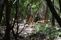 Estación de Gaucín - El Colmenar: PARQUE NATURAL DE LOS ALCORNOCALES