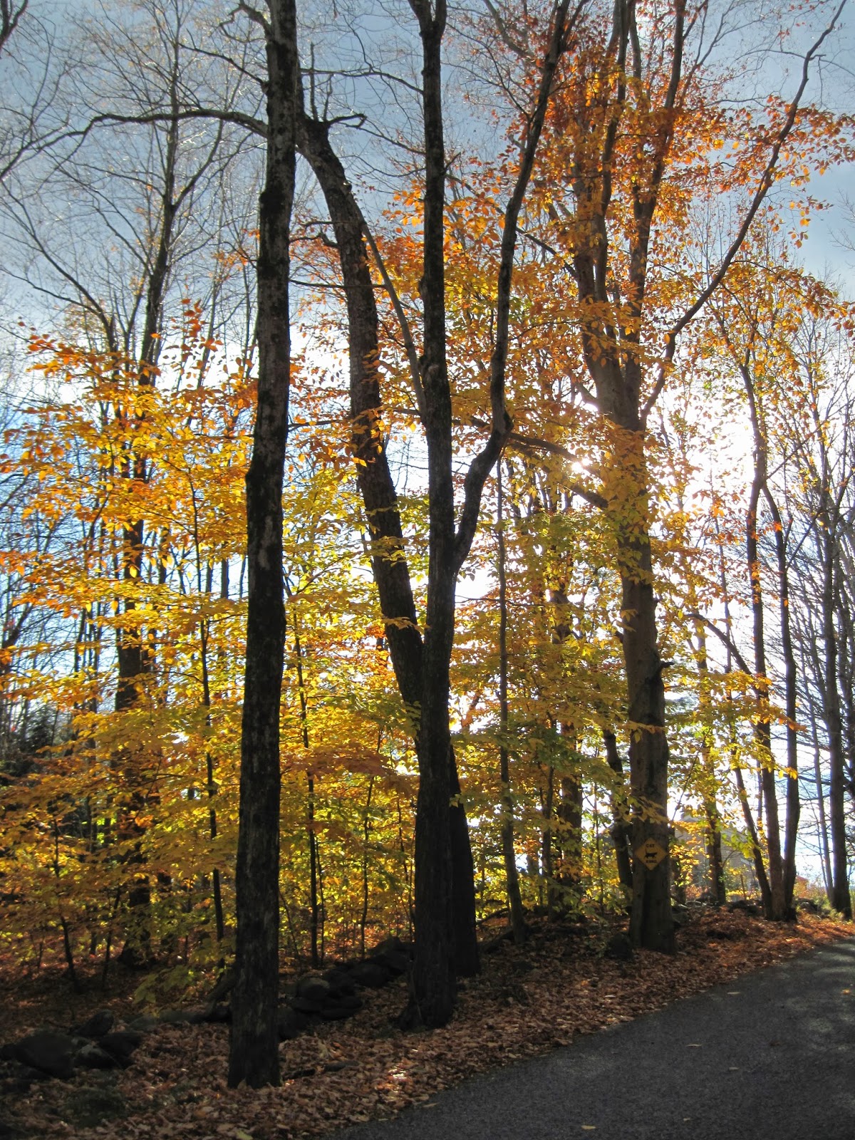 RavenWood Forest: Slow Shifting