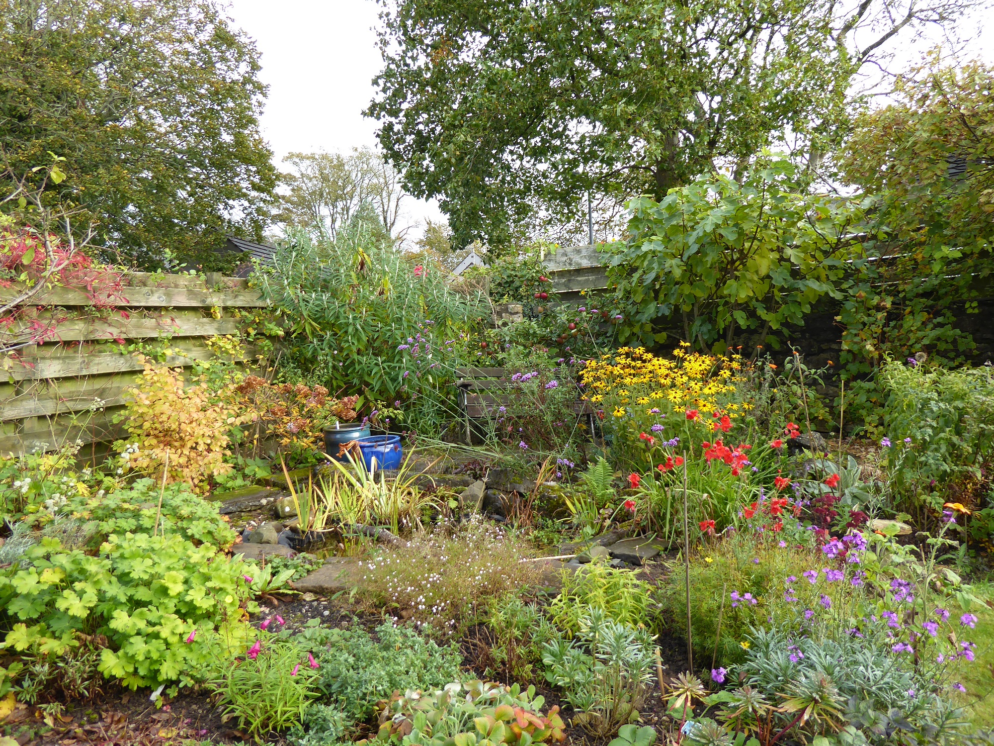 October: botanical illustrations, waxcaps and more zooming: notes from ...