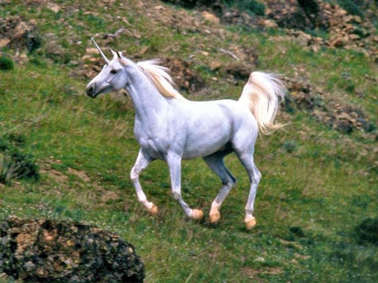 Caffeine For The Masses Bible Series Unicorns caffeine-for-the-masses-bible-series-unicorns