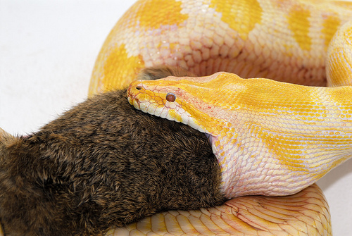 The Joys of Reptile Keeping and Awesome Reptiles: Q&A