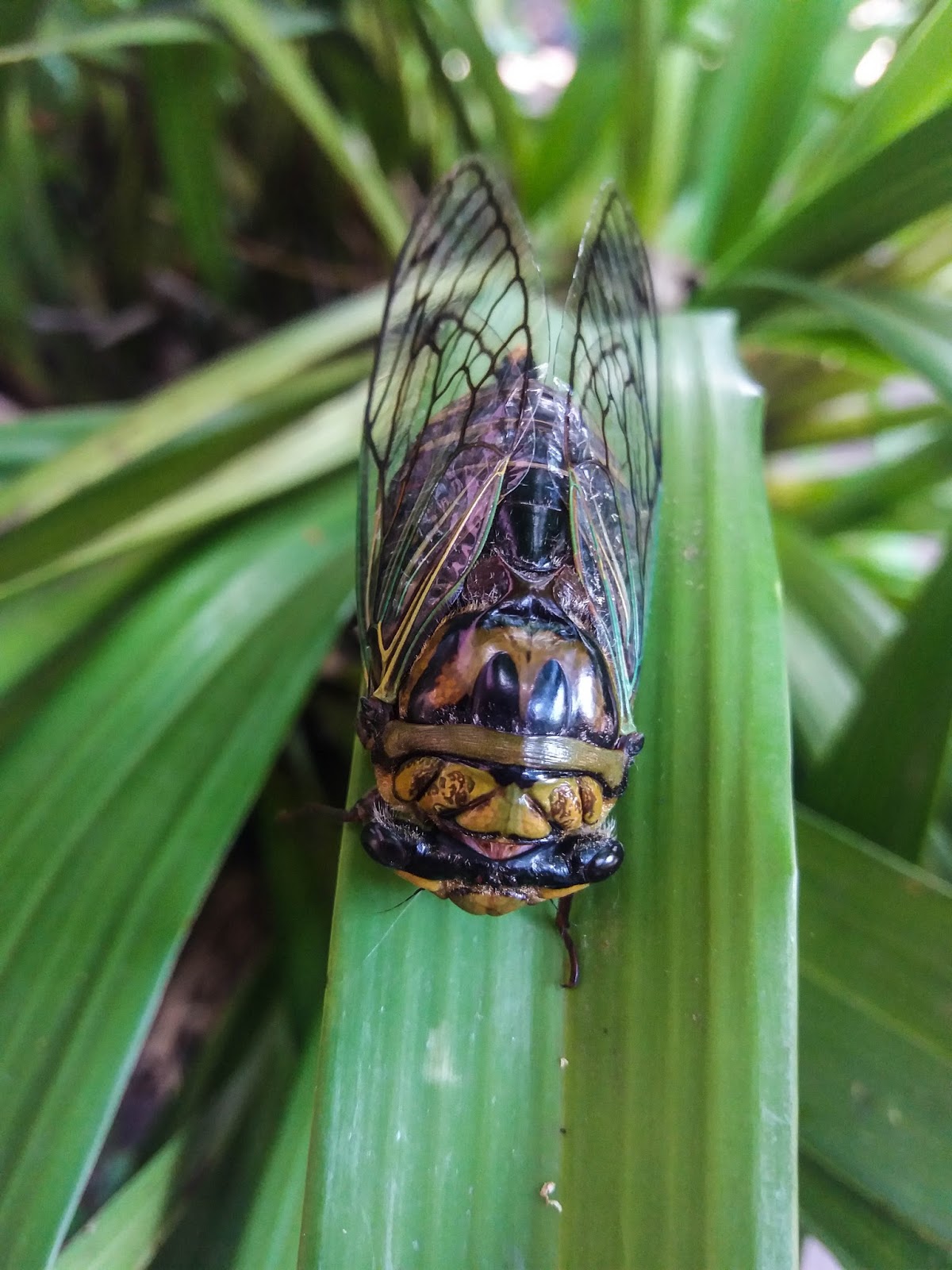 Insecto chicharra wallpapers celular