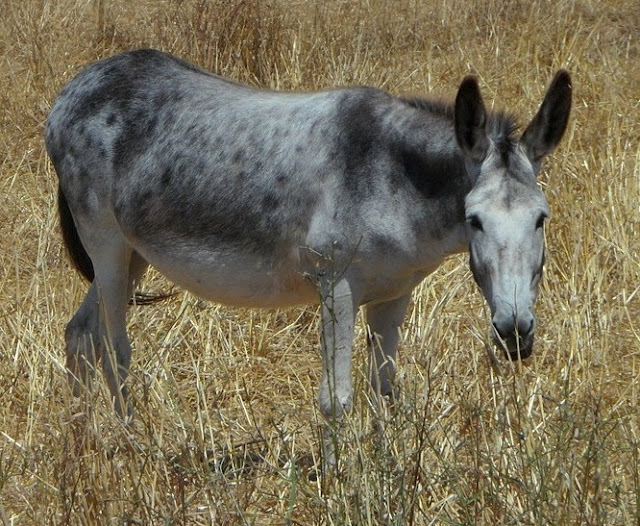 Faules i Contes d'Animals: LA MULA