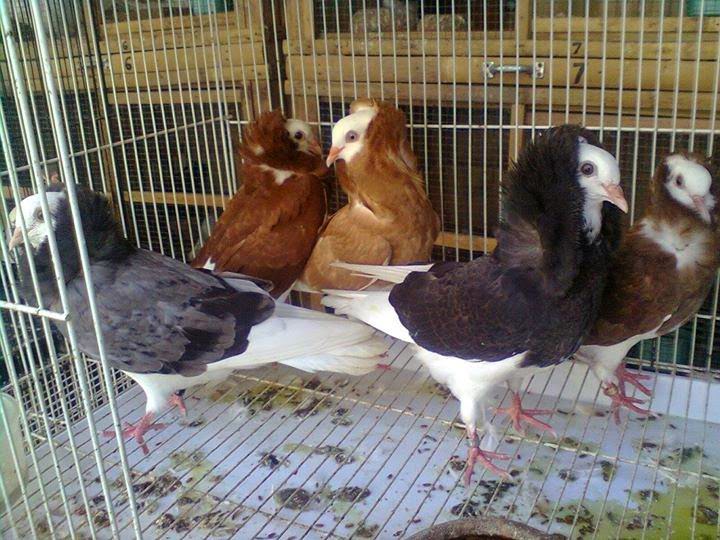 SPESIALIS MERPATI: MERPATI JACOBIN