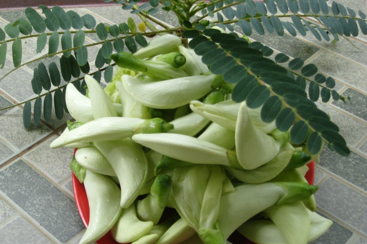 Inilah Manfaat Mengonsumsi Bunga Turi, 12 Penyakit Ini Akan Terobati ...