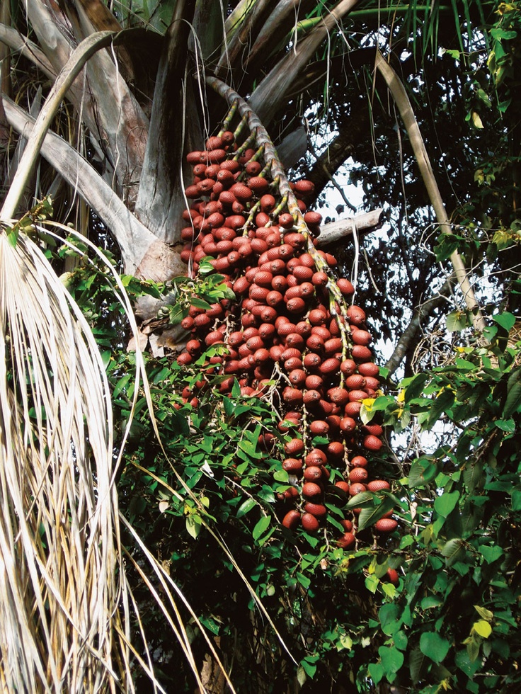 Plant World: Mauritia flexuosa