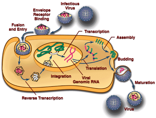Virus Definition,Evolution,Taxonomy,Morphology,Replication,Pathology ...