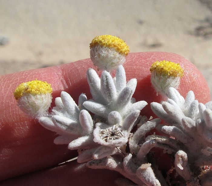 Esperance Wildflowers: Asteridea chaetopoda – Gypsum Daisy
